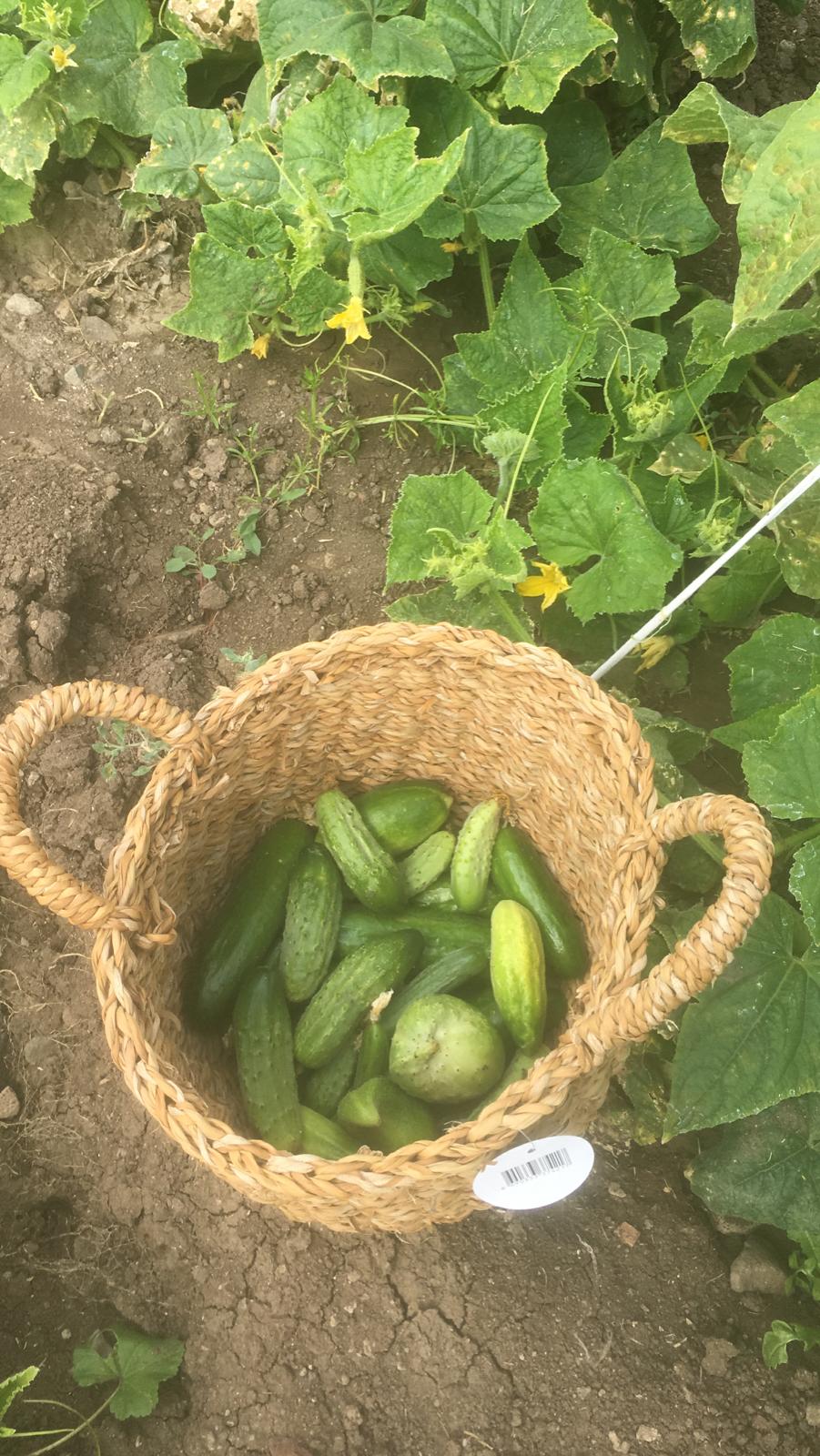 Yerli Salatalık Ata Tohumu – CEYCEY